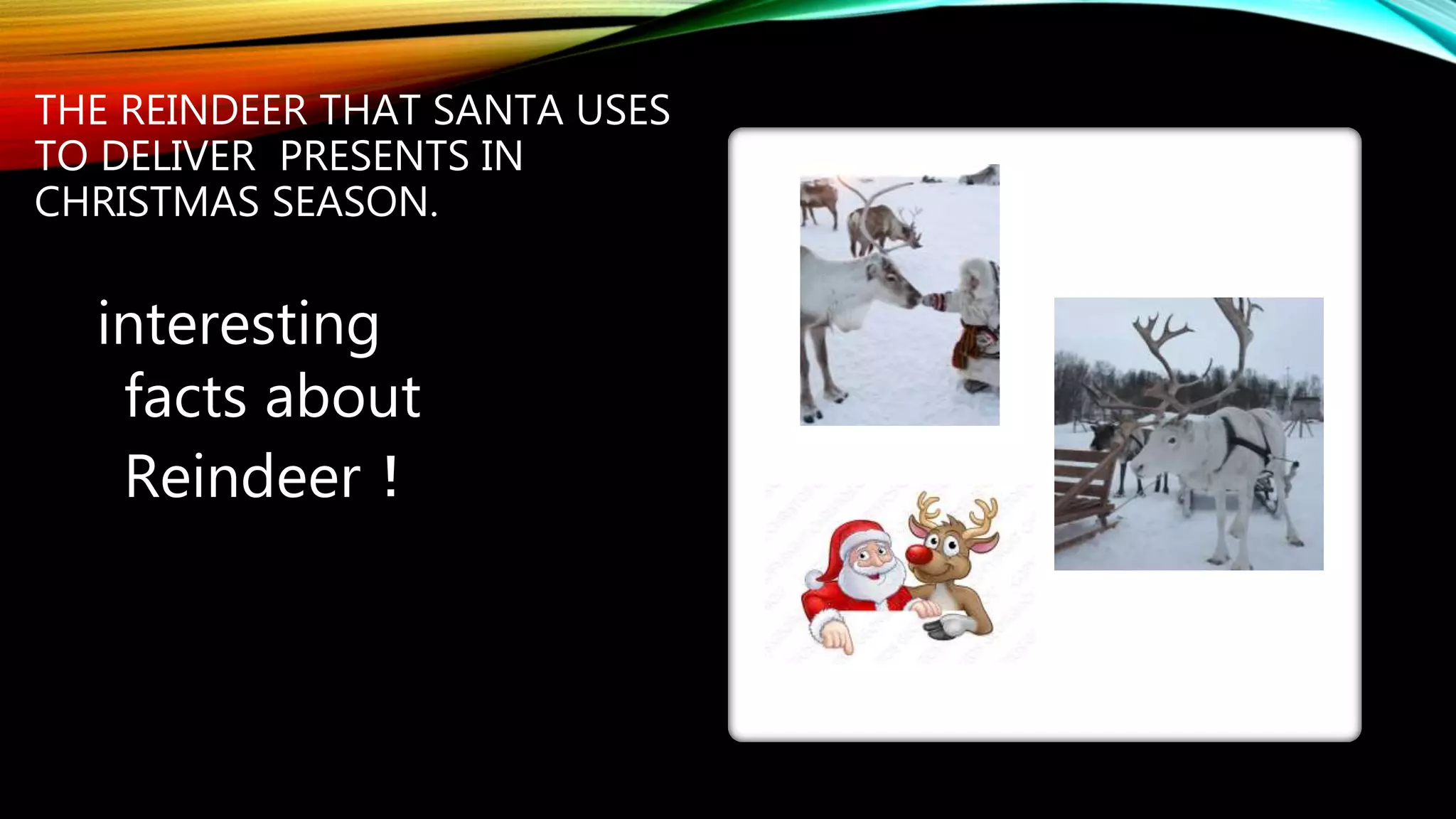 All About Reindeer (Christmas Special) | PPT