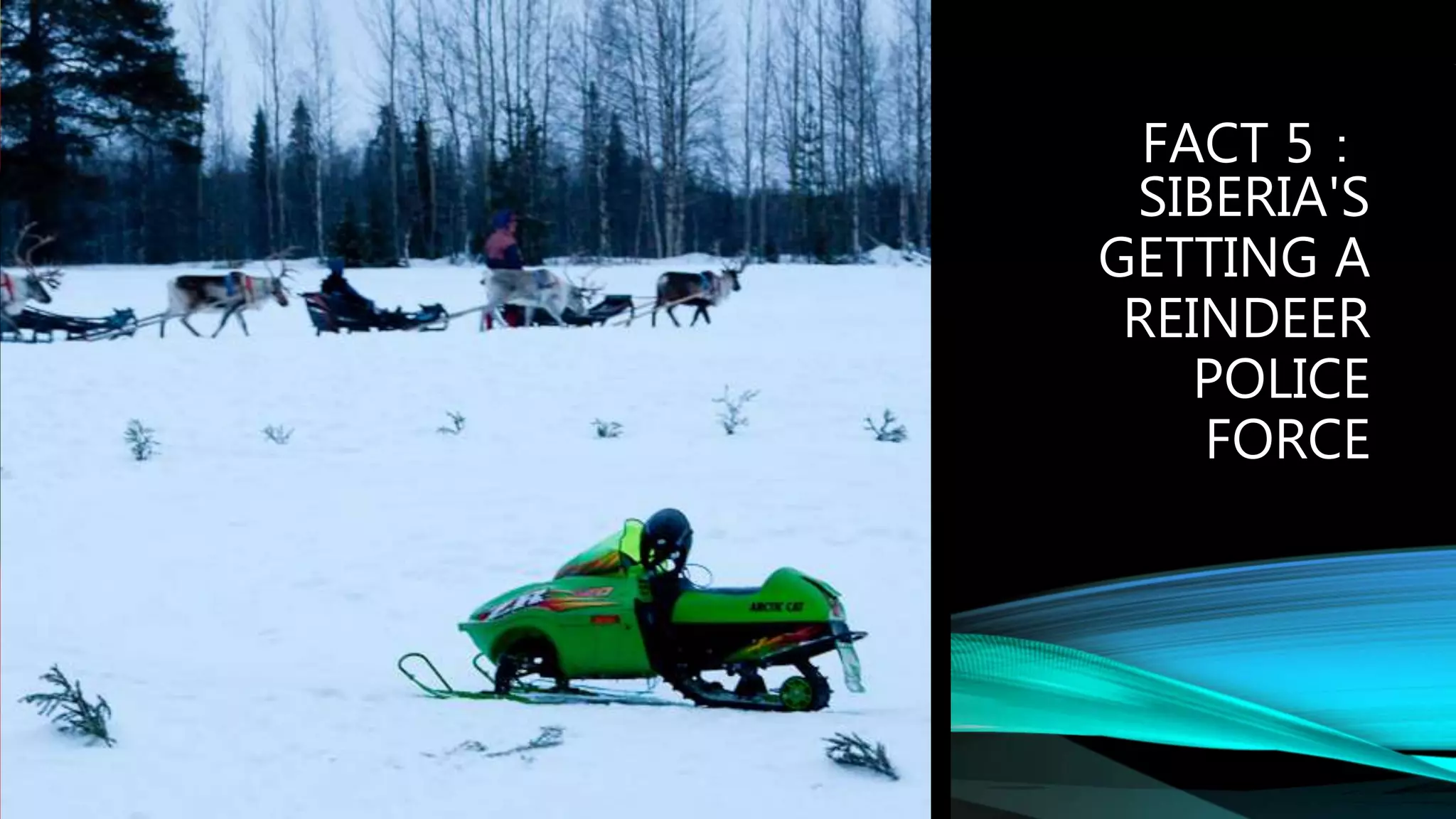 All About Reindeer (Christmas Special) | PPT