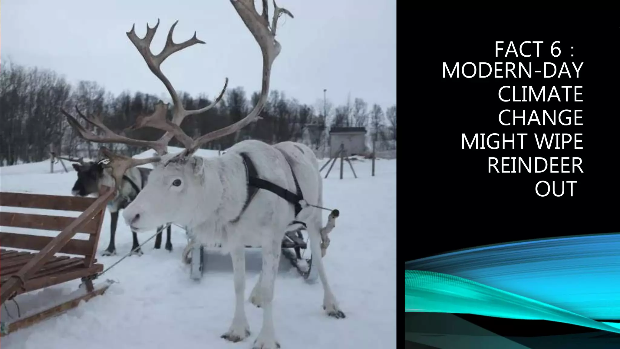 All About Reindeer (Christmas Special) | PPT