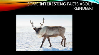 All About Reindeer (Christmas Special) | PPT