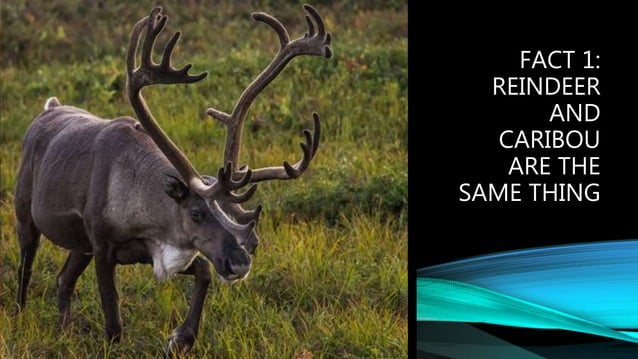 All About Reindeer (Christmas Special) | PPT