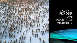 All About Reindeer (Christmas Special) | PPT