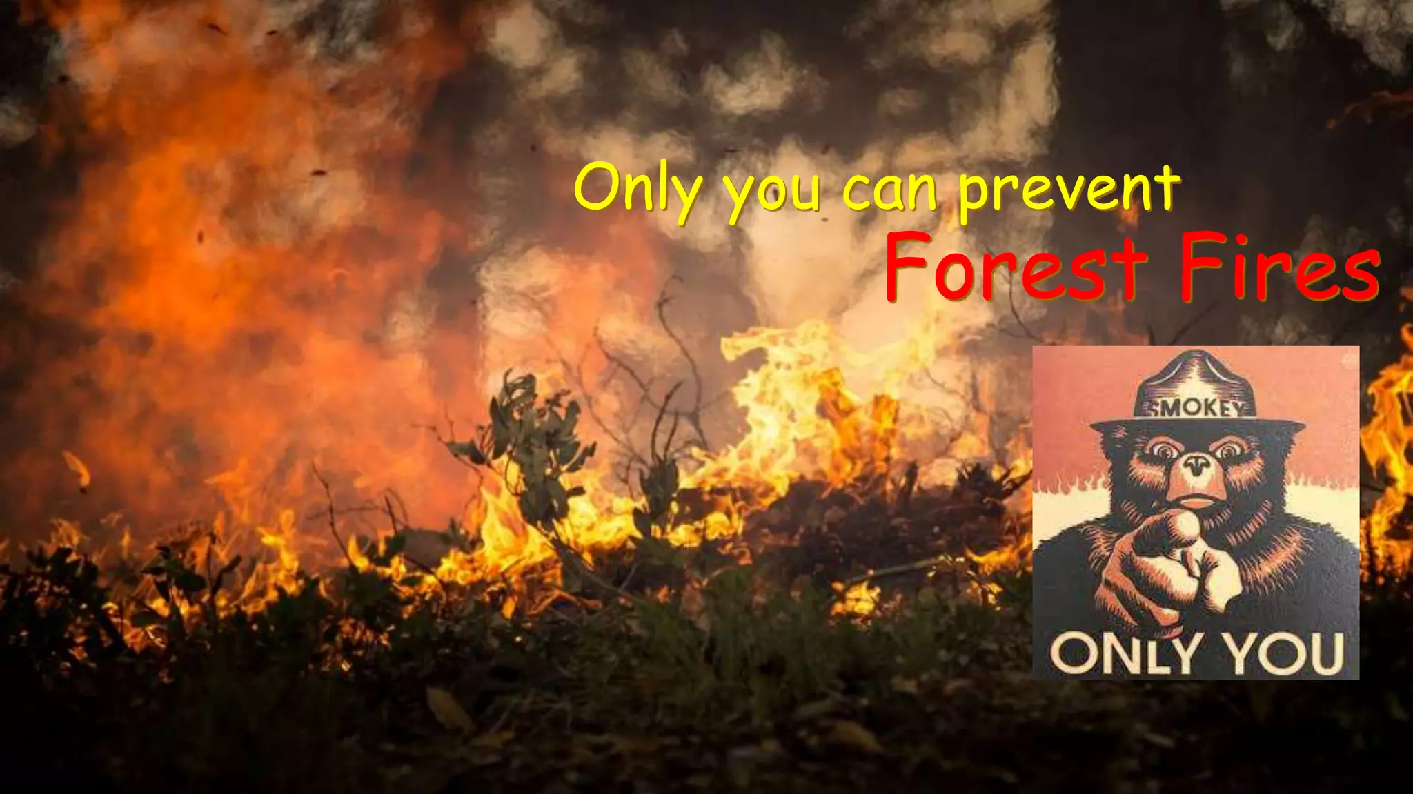 forest fire management.ppt