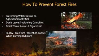 forest fire management.ppt