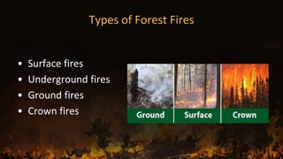 forest fire management.ppt