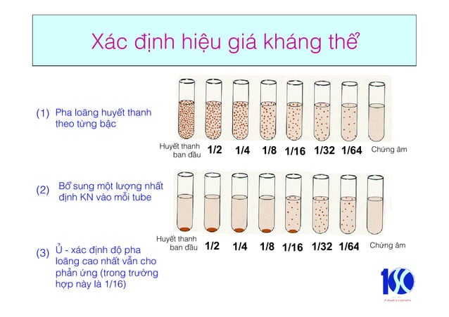 quy trình và nguyên lý sản xuất kháng thể đơn dòng | PDF