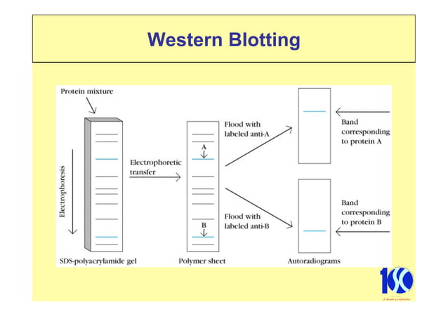 quy trình và nguyên lý sản xuất kháng thể đơn dòng | PDF
