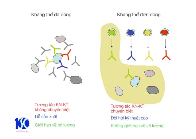 quy trình và nguyên lý sản xuất kháng thể đơn dòng | PDF