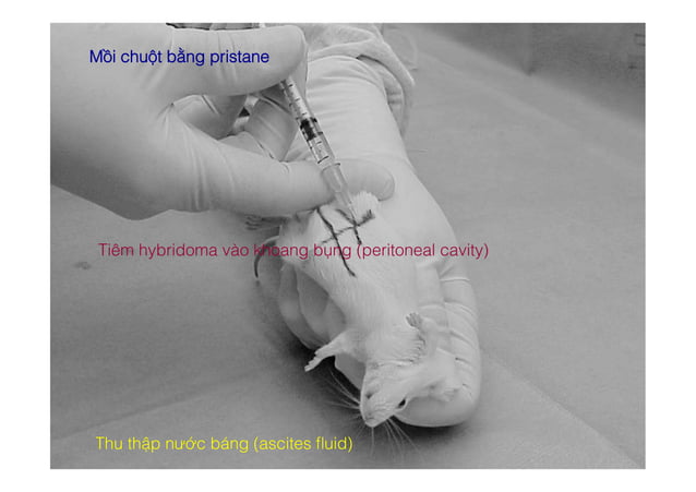 quy trình và nguyên lý sản xuất kháng thể đơn dòng | PDF