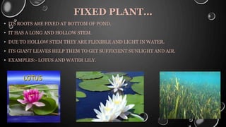 Water Plant Adaptations