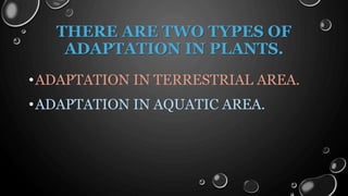 Adaptation in Plants | PPTX