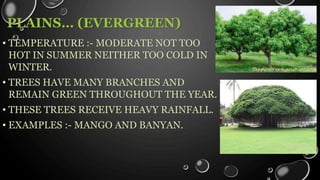 Adaptation in Plants | PPTX