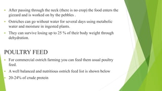 Ostrich Feeding and products | PPTX