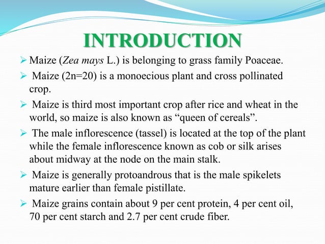 synopsis seminar on maize | PPTX