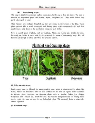 plant succession | DOCX
