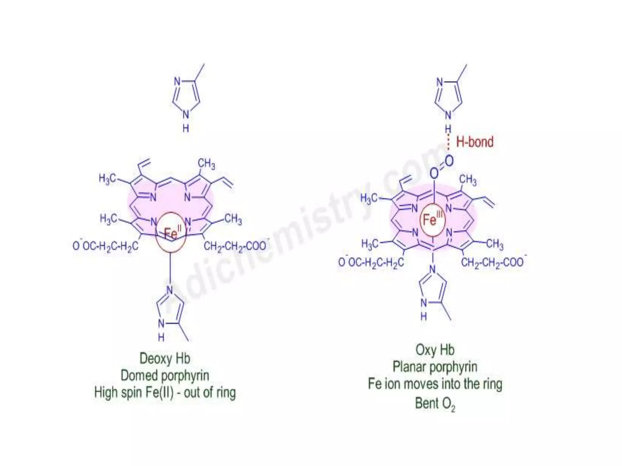 biological oxygen carriers hemoglobin ,hemocyanin ,hemerythrene .hill ...