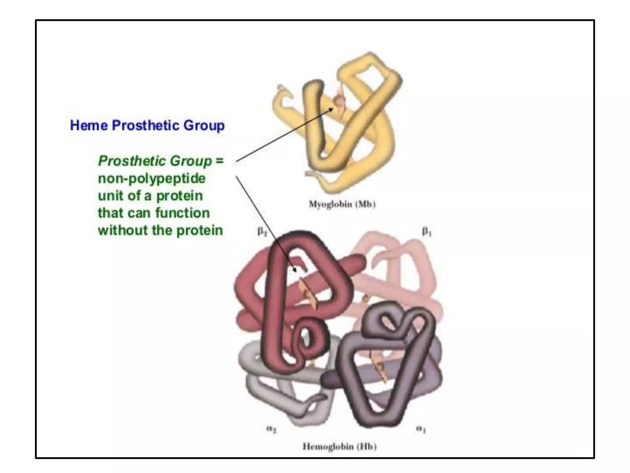 biological oxygen carriers hemoglobin ,hemocyanin ,hemerythrene .hill ...