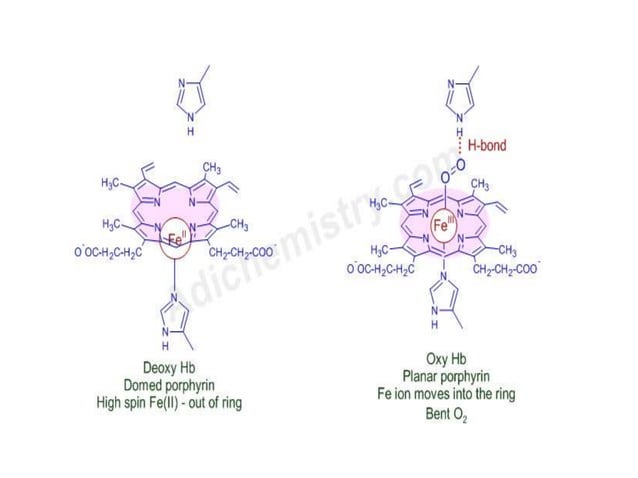 biological oxygen carriers hemoglobin ,hemocyanin ,hemerythrene .hill ...