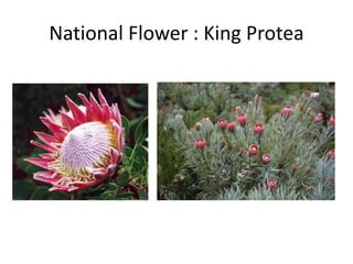 Grade 2 - South Africa National Emblems | PPTX