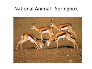 Grade 2 - South Africa National Emblems | PPTX