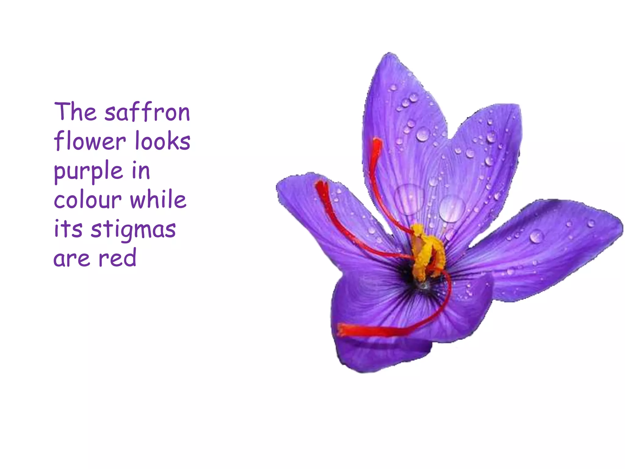 Steps In Processing The Pure Saffron | PPTX