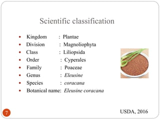"Applications of Finger millet in Dairy and Food Industry" - SANTHOSH.V ...