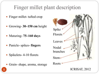 "Applications of Finger millet in Dairy and Food Industry" - SANTHOSH.V ...