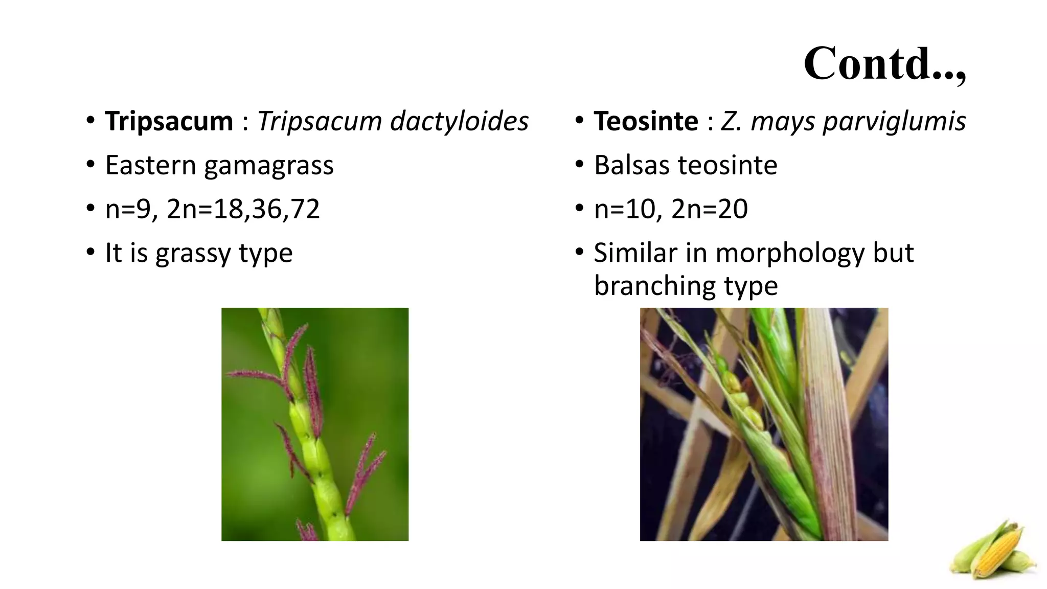 Evolution and cytogenetics of maize | PPTX