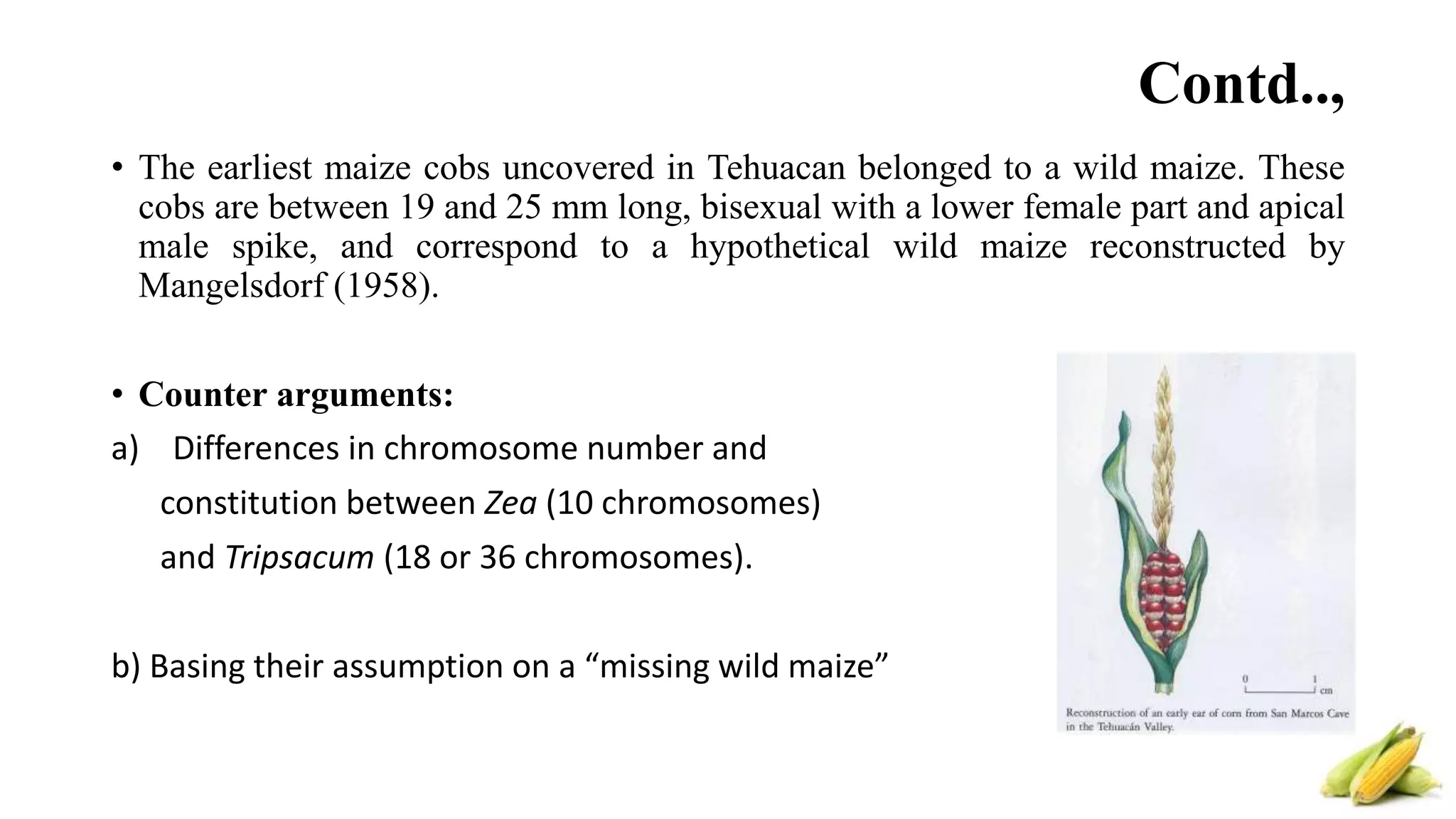 Evolution and cytogenetics of maize | PPTX