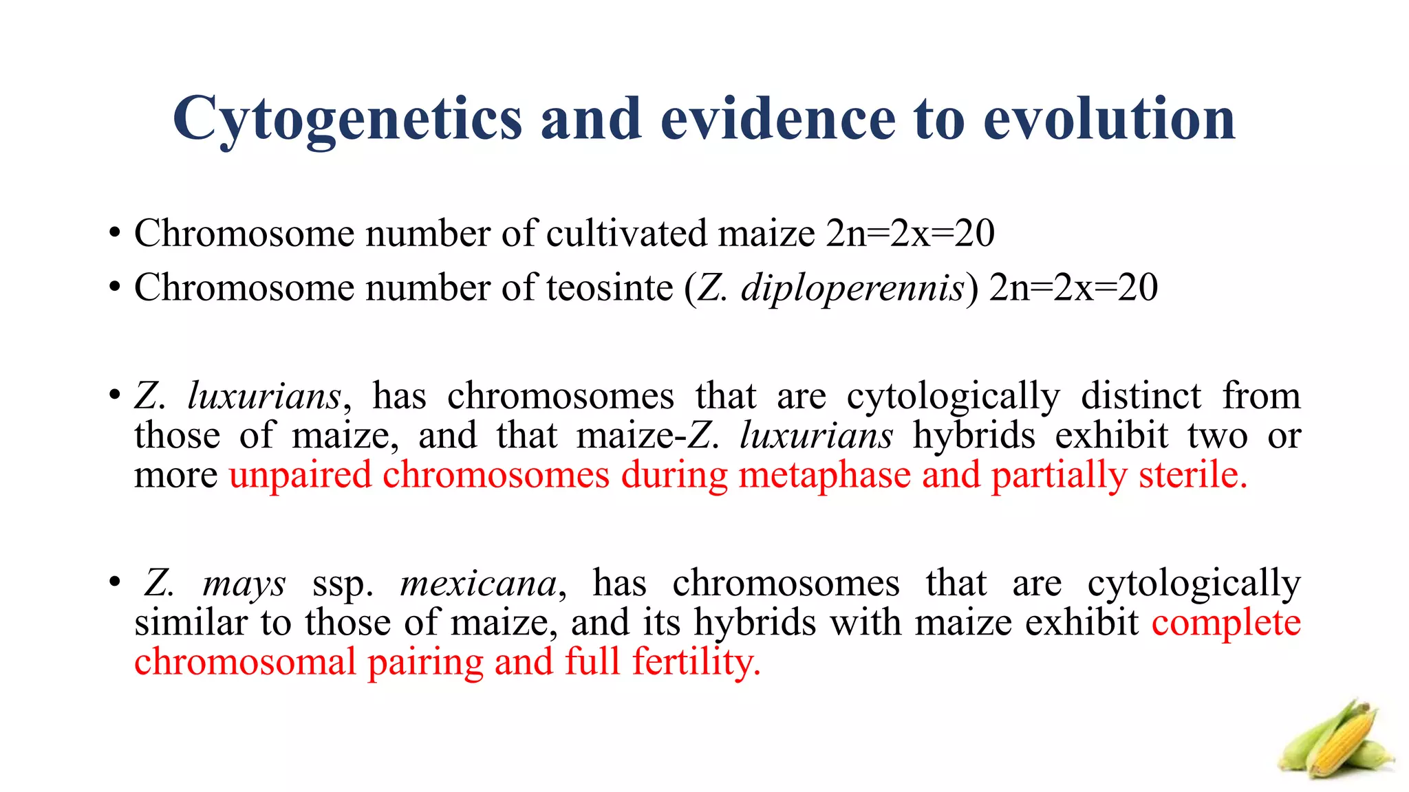 Evolution and cytogenetics of maize | PPTX