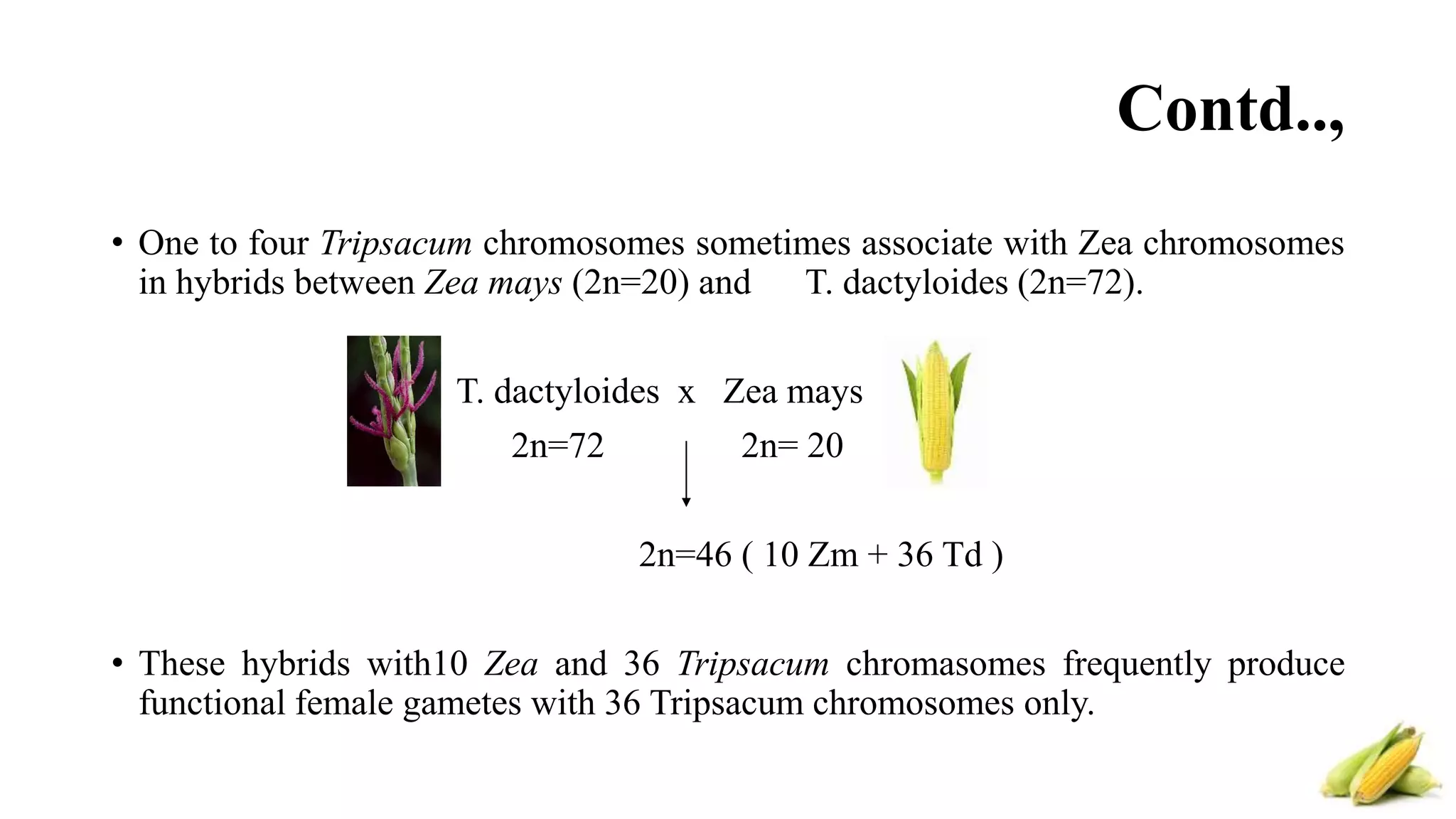 Evolution and cytogenetics of maize | PPTX