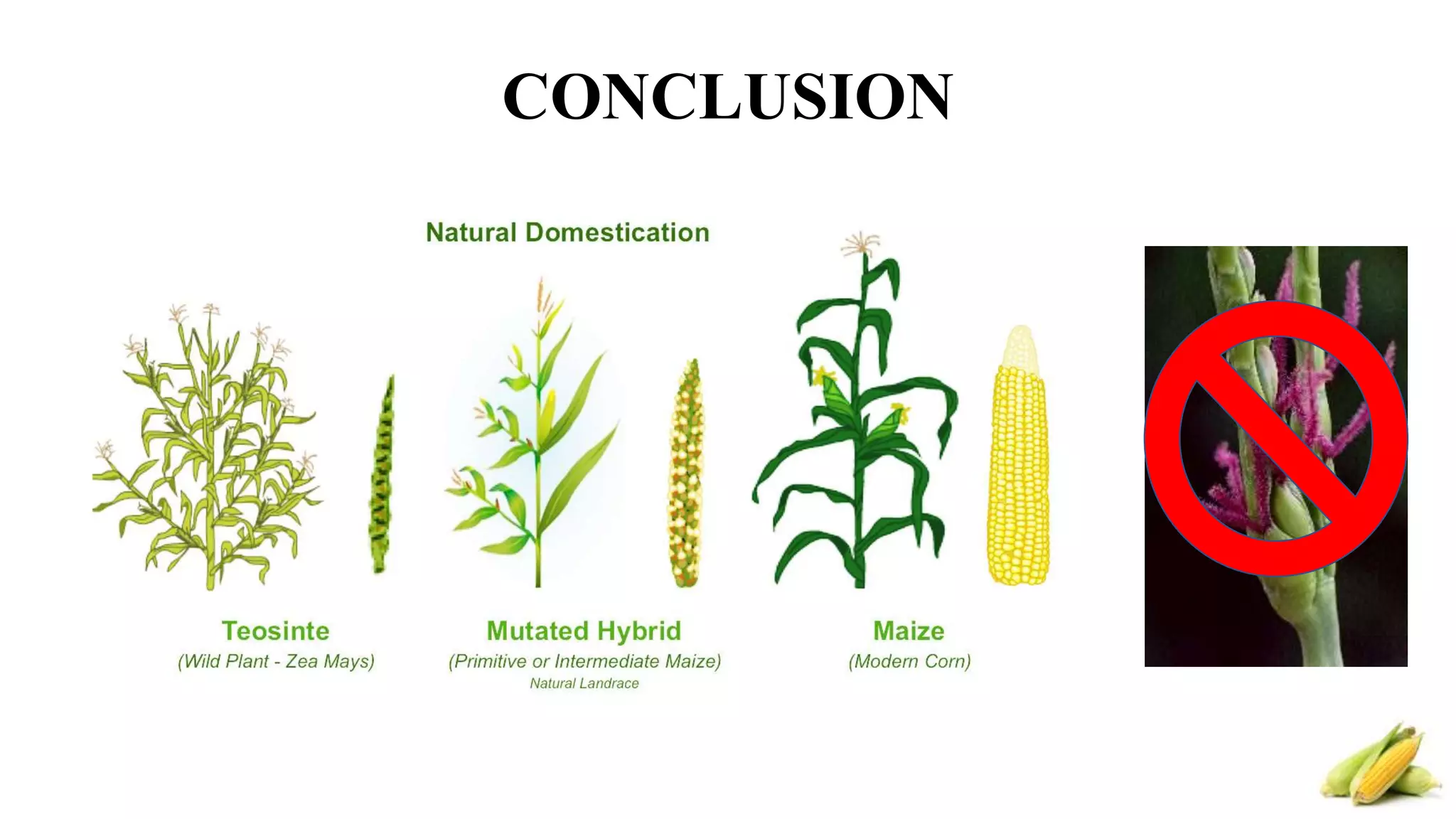 Evolution and cytogenetics of maize | PPTX
