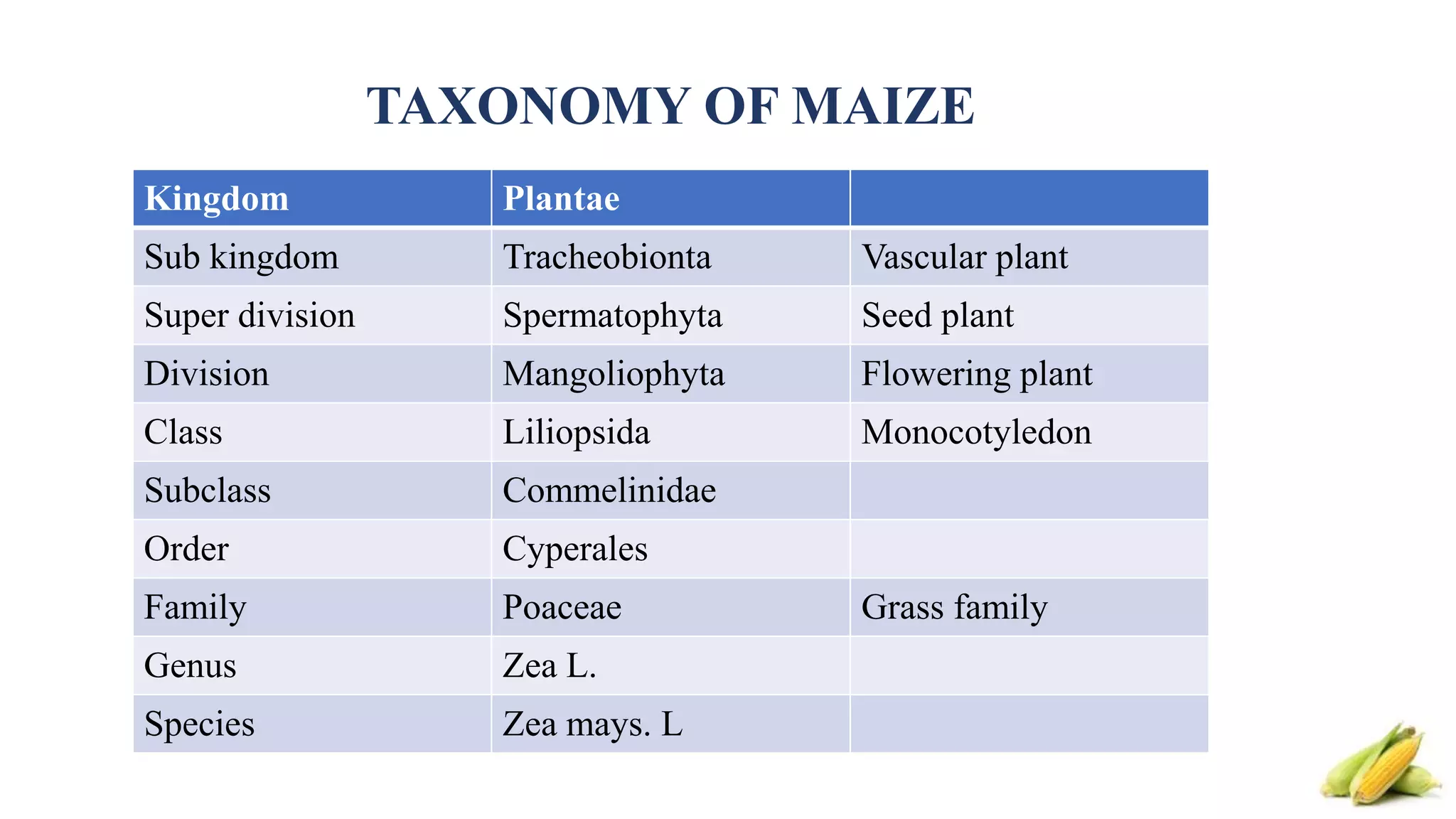 Evolution And Cytogenetics Of Maize Pptx Biological Sciences Science