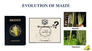 Evolution and cytogenetics of maize | PPTX