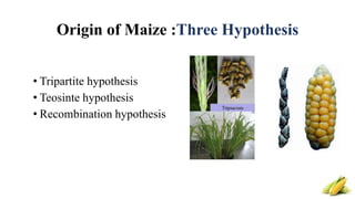 Evolution and cytogenetics of maize | PPTX