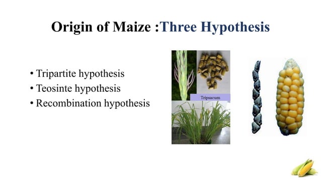 Evolution and cytogenetics of maize | PPTX | Biological Sciences | Science