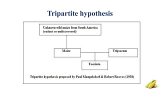 Evolution and cytogenetics of maize | PPTX