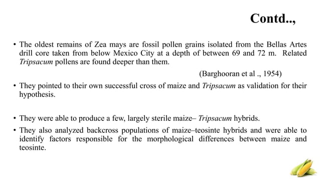 Evolution and cytogenetics of maize | PPTX | Biological Sciences | Science