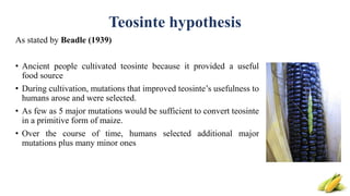 Evolution and cytogenetics of maize | PPTX