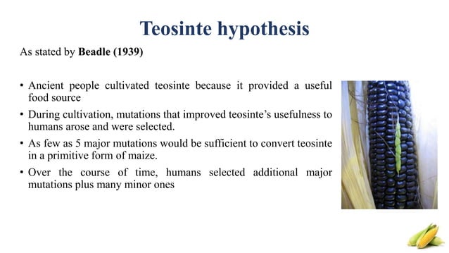 Evolution and cytogenetics of maize | PPTX | Biological Sciences | Science