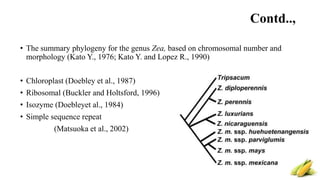 Evolution and cytogenetics of maize | PPTX