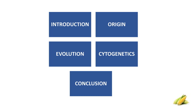 Evolution and cytogenetics of maize | PPTX | Biological Sciences | Science
