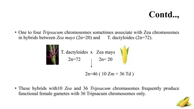 Evolution and cytogenetics of maize | PPTX | Biological Sciences | Science
