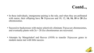 Evolution and cytogenetics of maize | PPTX