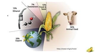 Evolution and cytogenetics of maize | PPTX