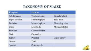 Evolution and cytogenetics of maize | PPTX