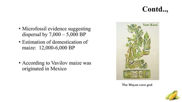Evolution and cytogenetics of maize | PPTX | Biological Sciences | Science