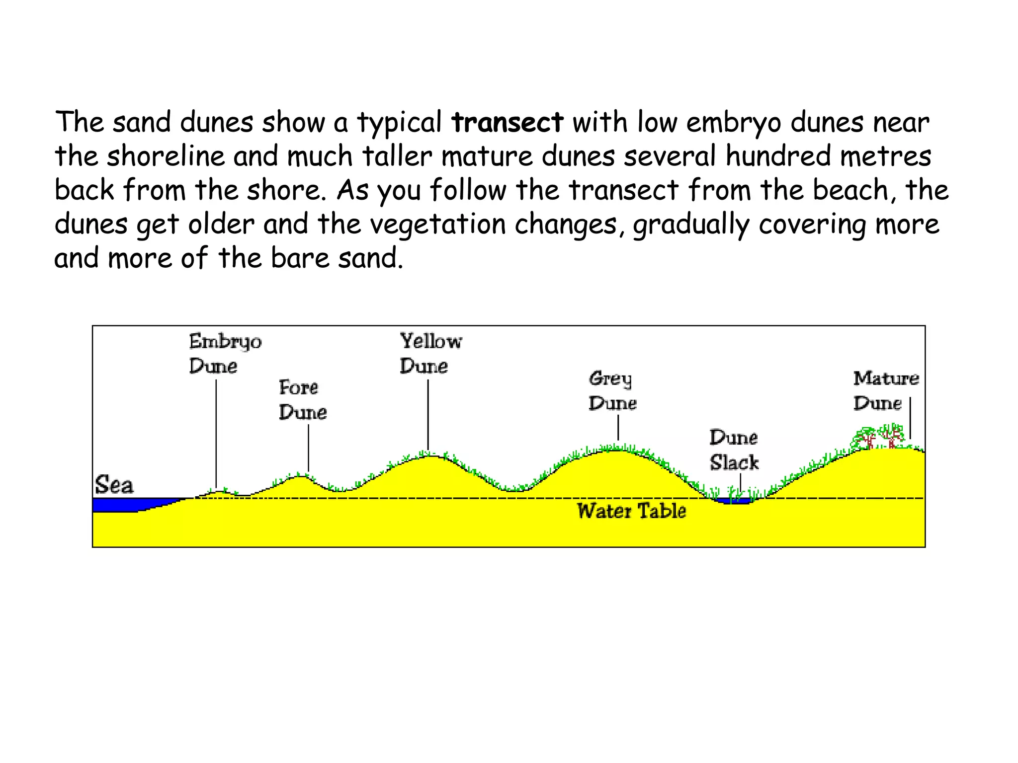 Sand Dune Ecosystems | PPT