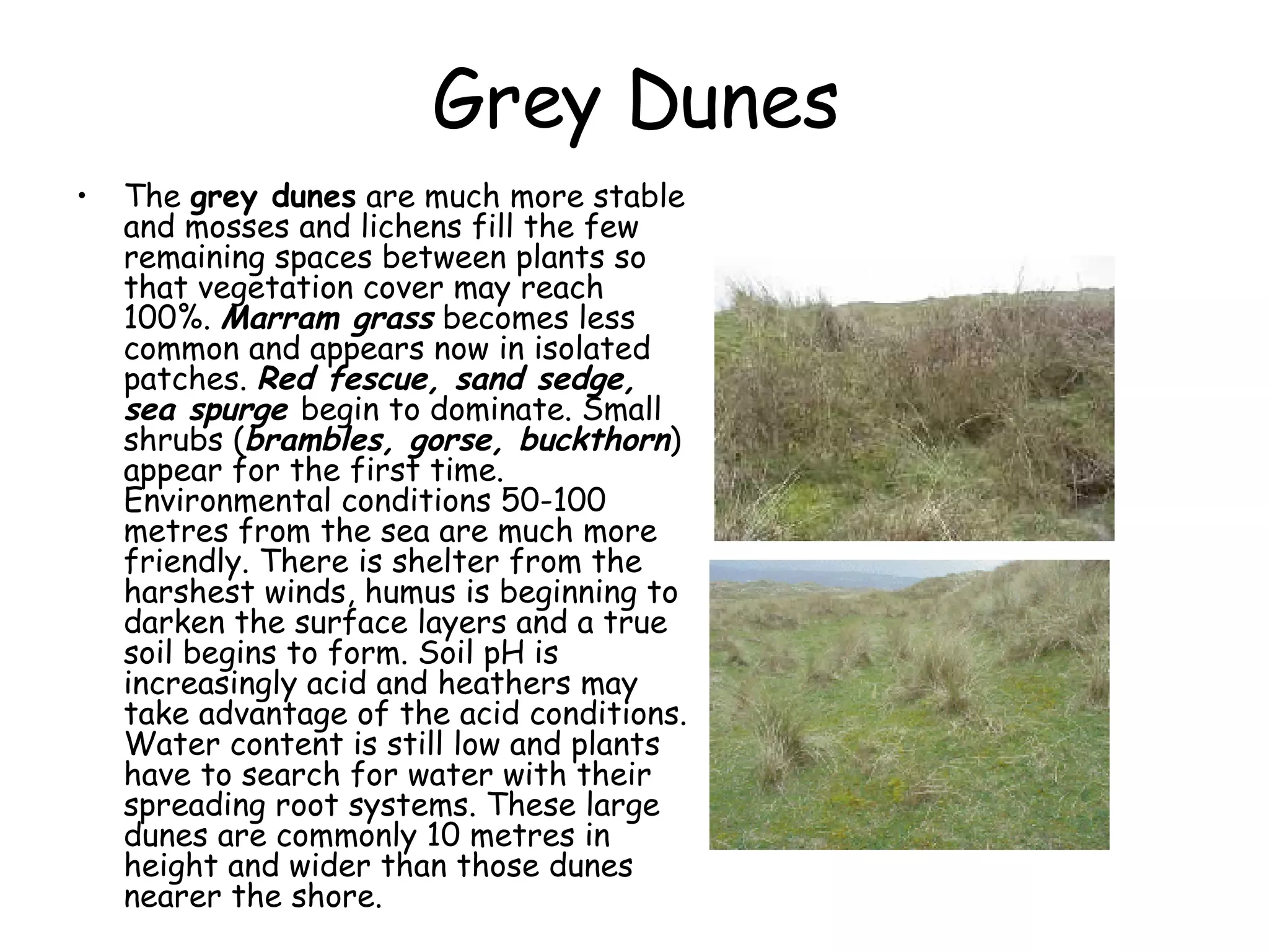 Sand Dune Ecosystems | PPT