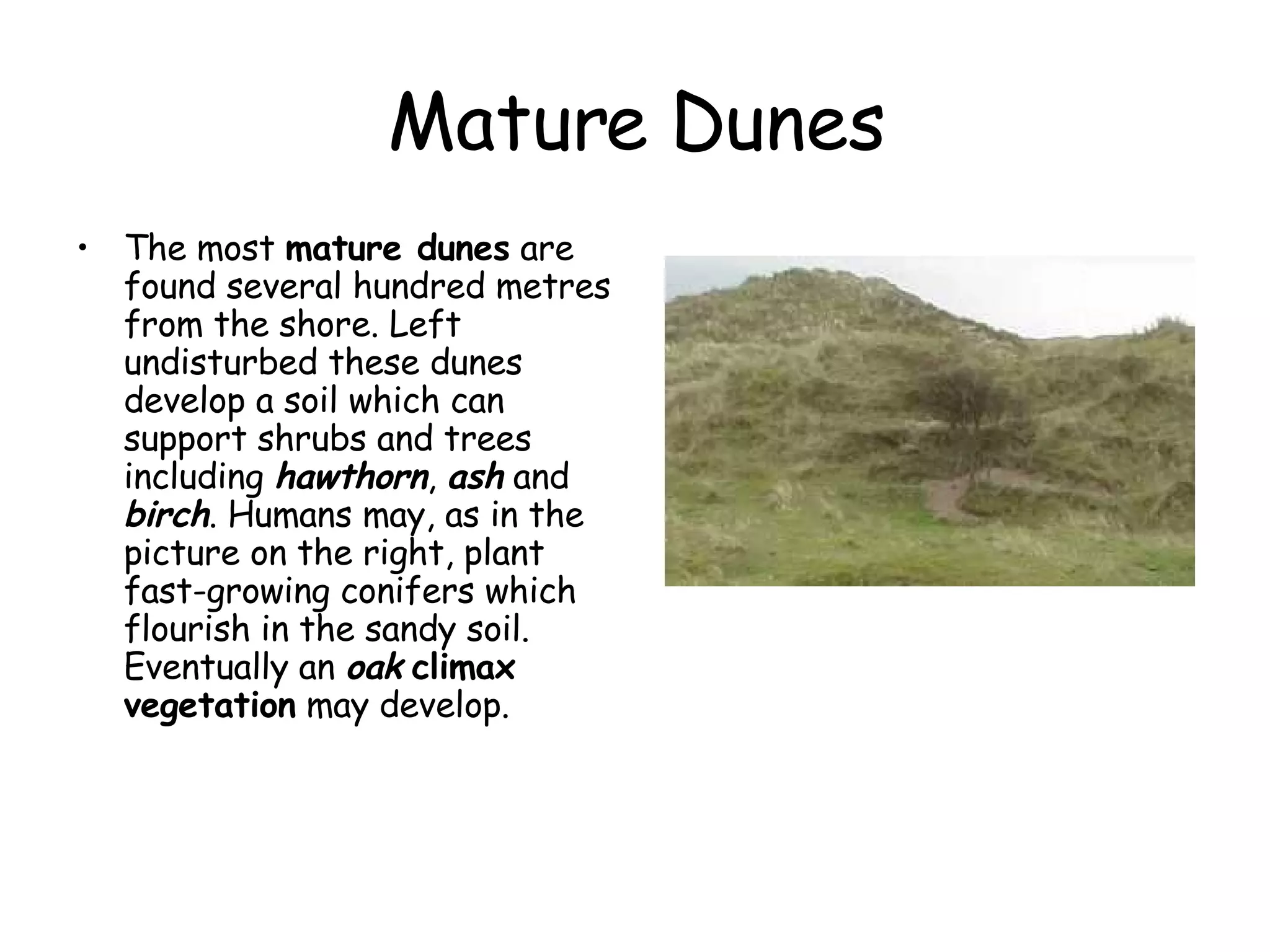 Sand Dune Ecosystems | PPT